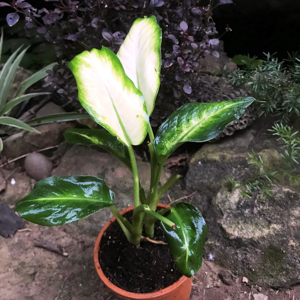 Dieffenbachia White Flame Plant – myBageecha
