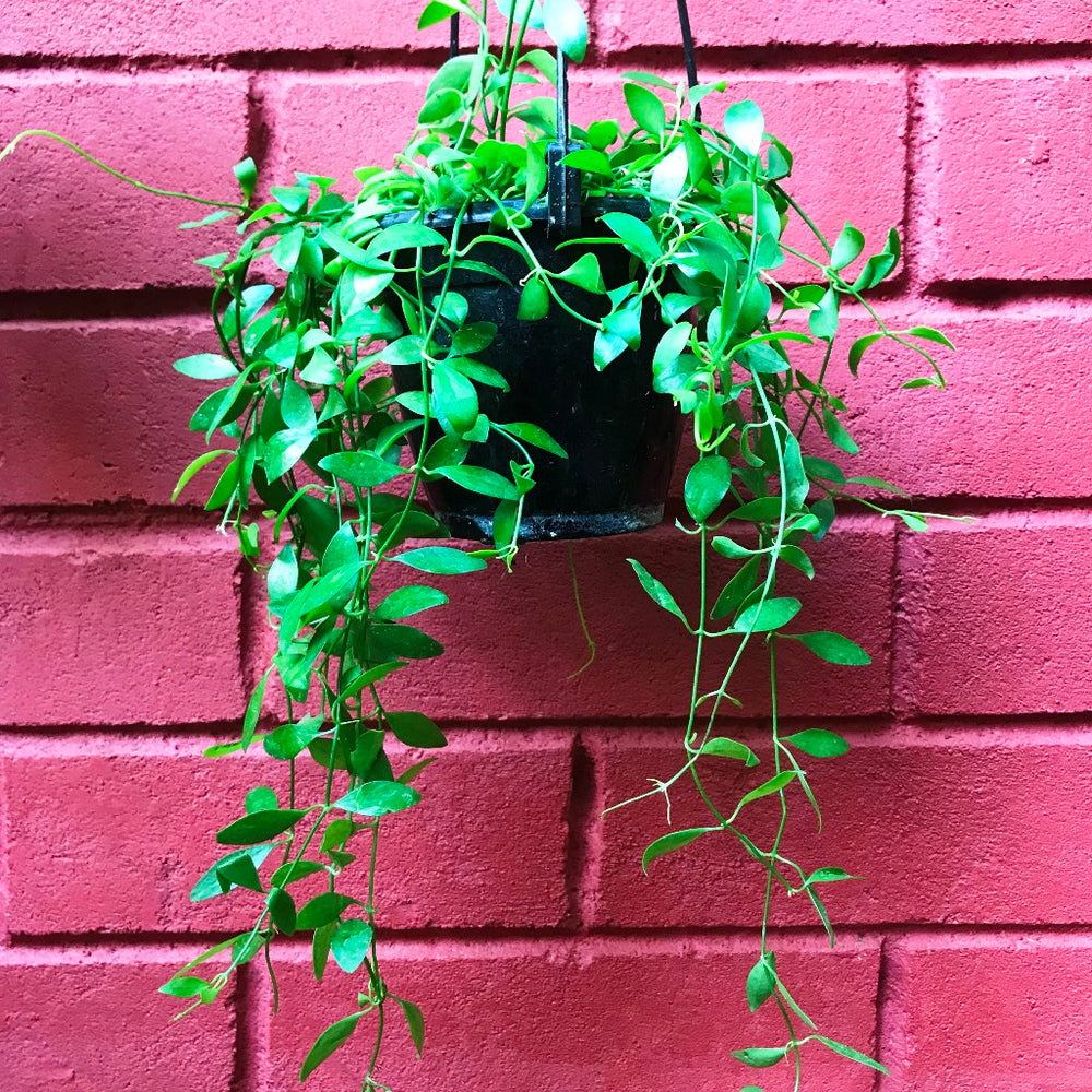 Dischidia Oiantha Green Plant