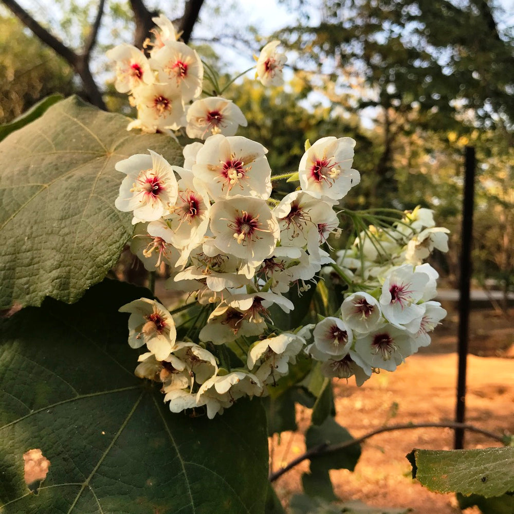 Dombeya Pulchra Plant