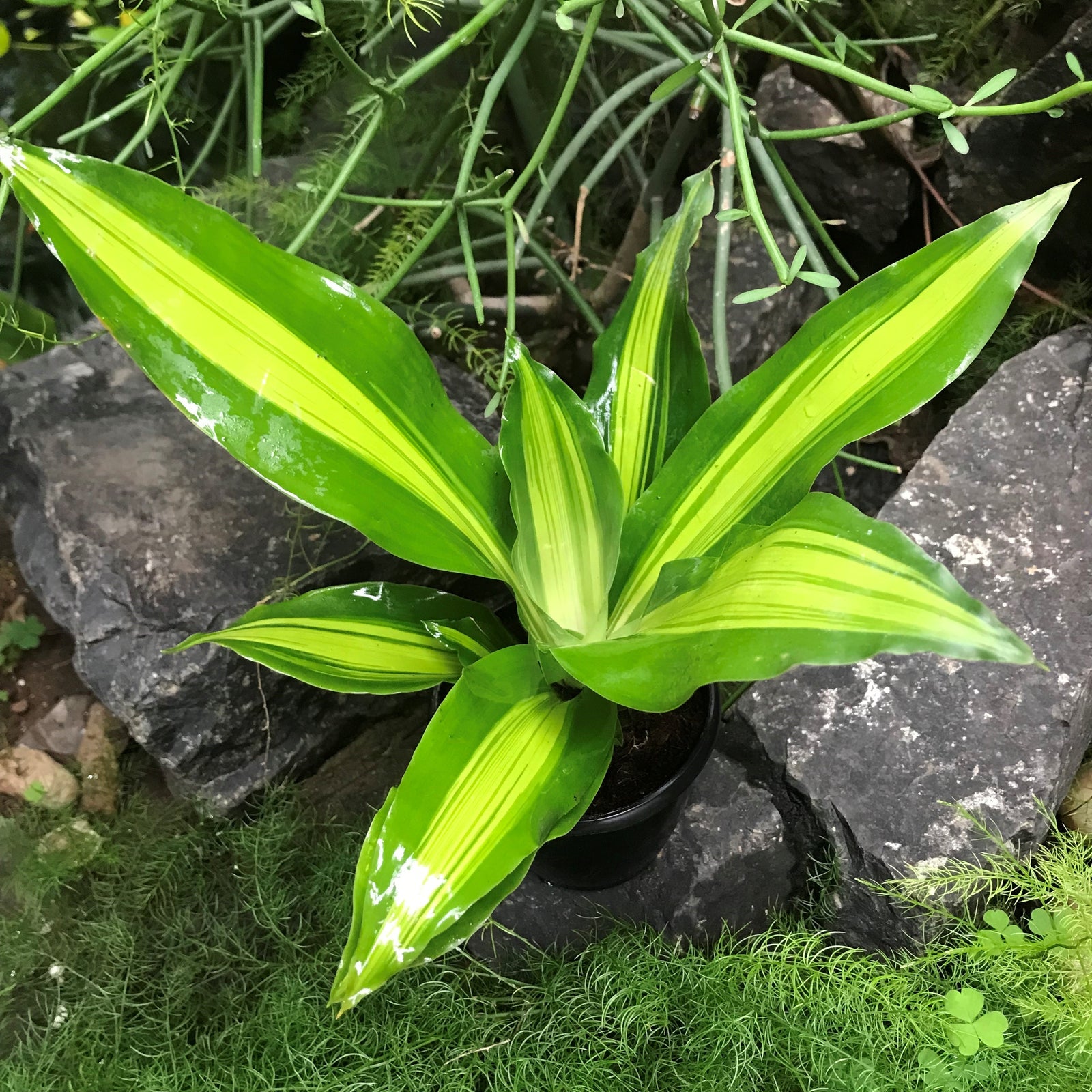 Dracaena fragrans 'Massangeana' – myBageecha