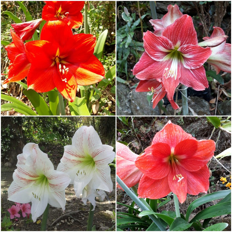 Buy Flower Bulbs Online in India | Premium Garden Bulbs – myBageecha