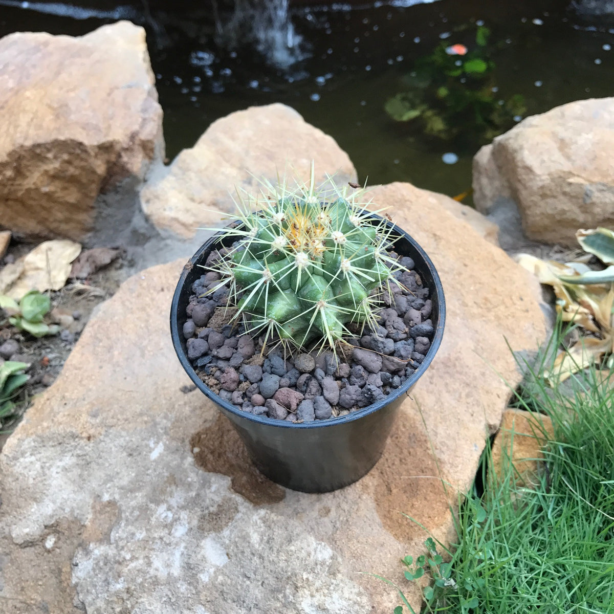 Echinocactus Grusonii Albispina Cactus Plant