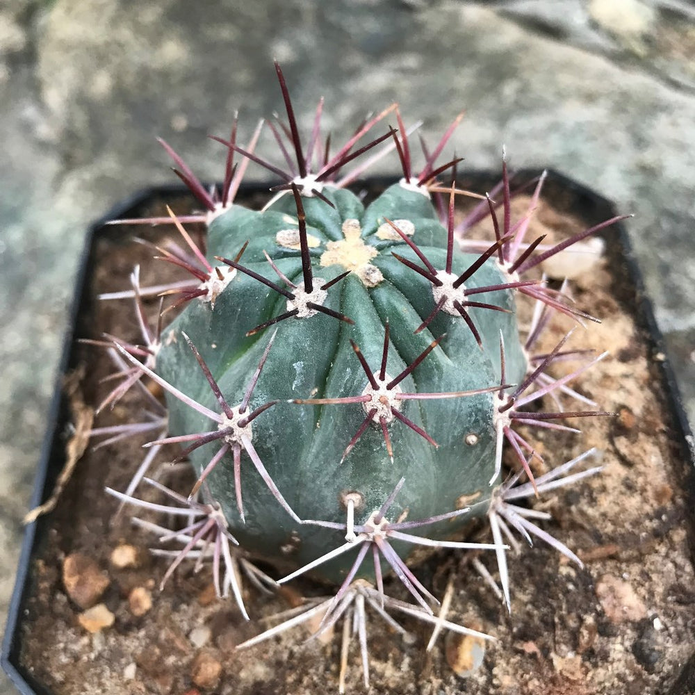Ferocactus Acanthodes ssp. Lecontei Cactus Plant