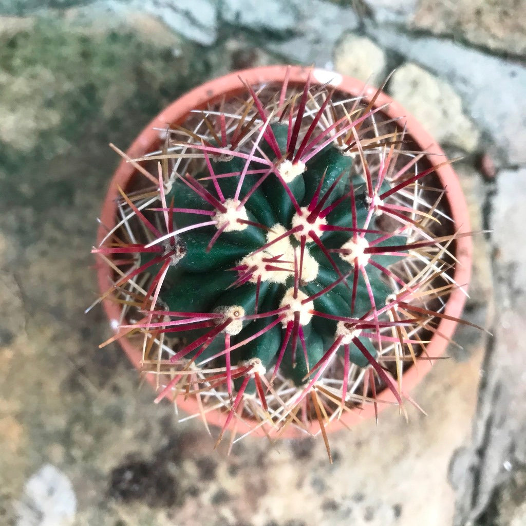Ferocactus Acanthodes ssp. Lecontei Cactus Plant – myBageecha