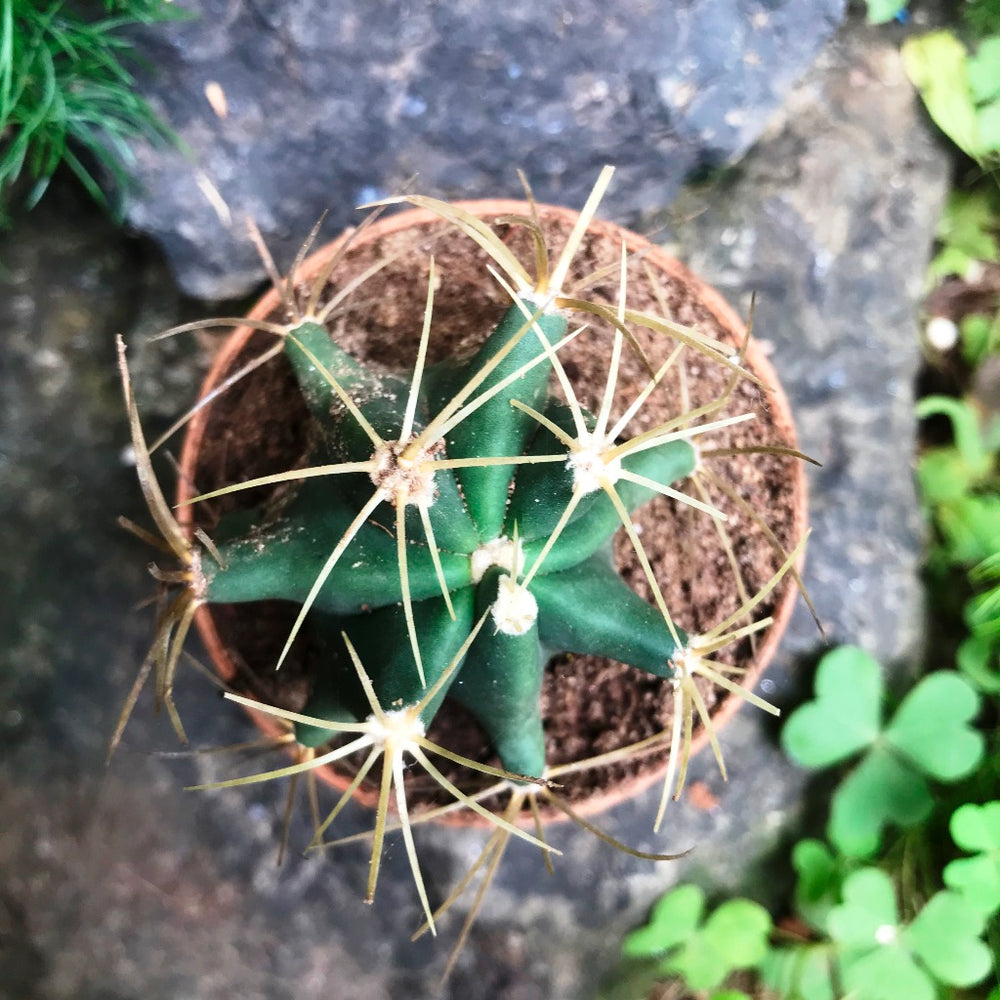 Ferocactus Acanthodes f. Albispinus Cactus Plant