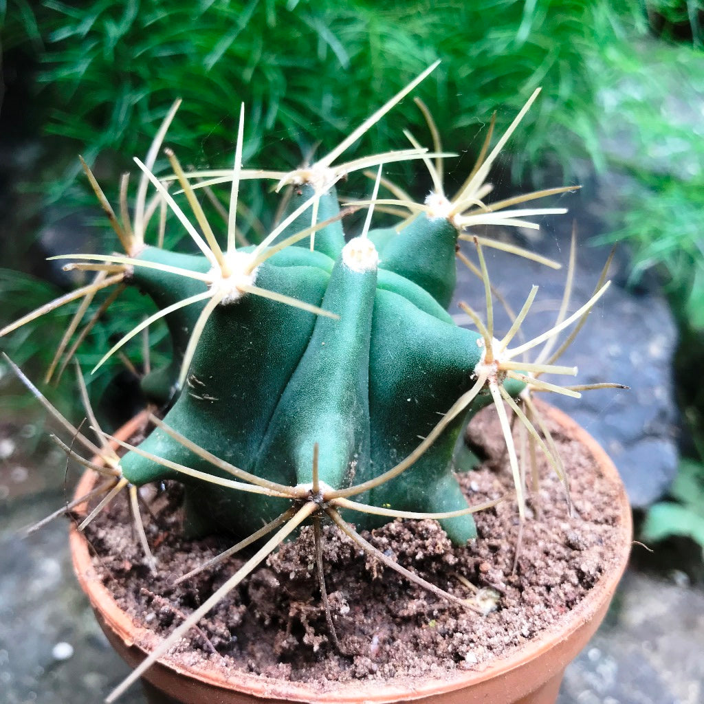 Ferocactus Acanthodes f. Albispinus Cactus Plant