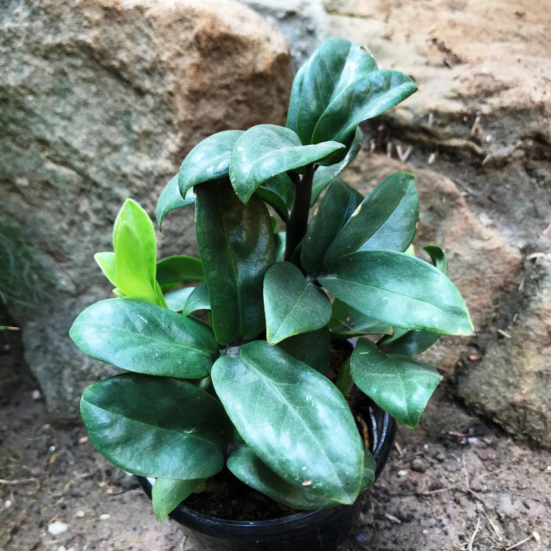 Ficus microcarpa Compacta Plant