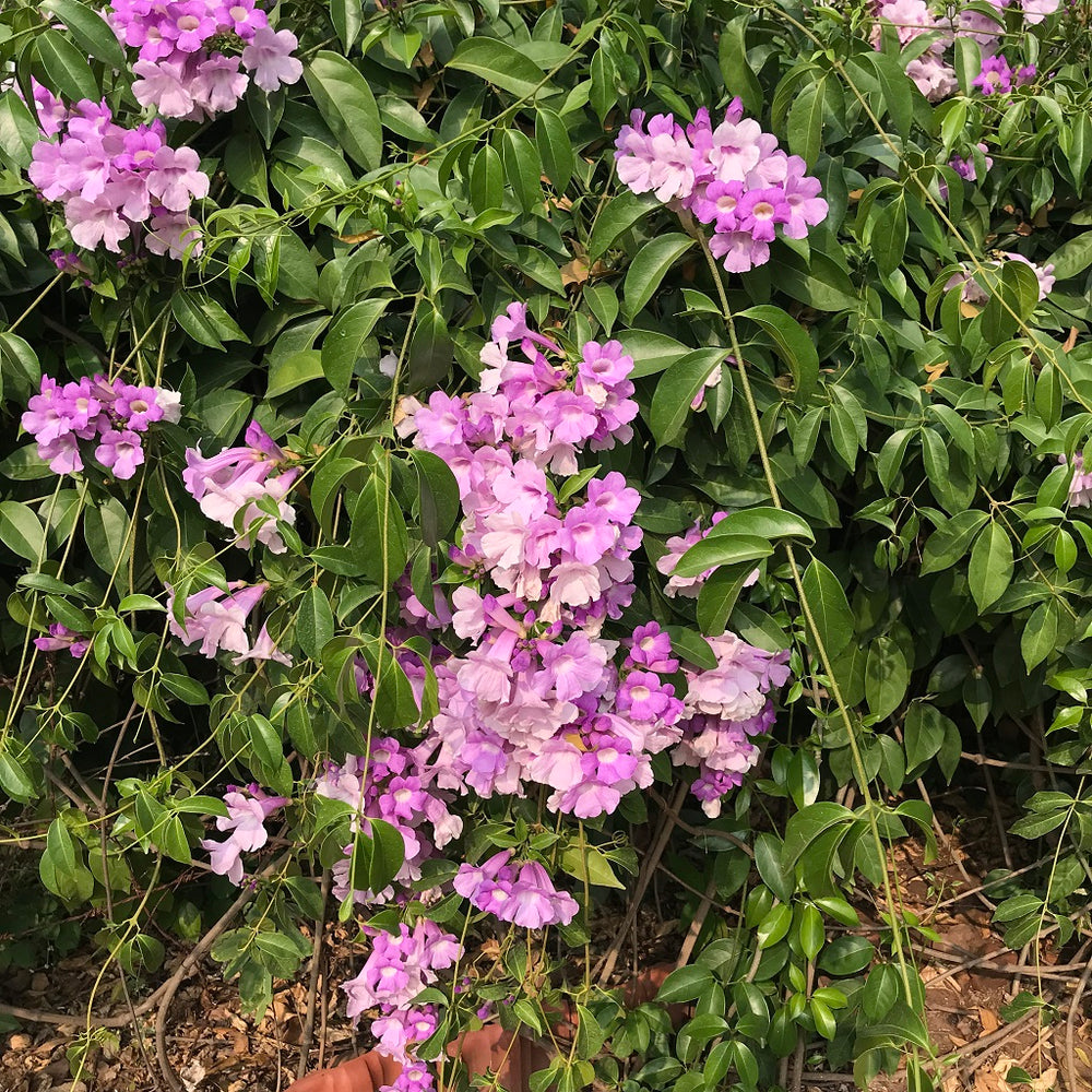Garlic Vine – Purple Winter Flowering Climber