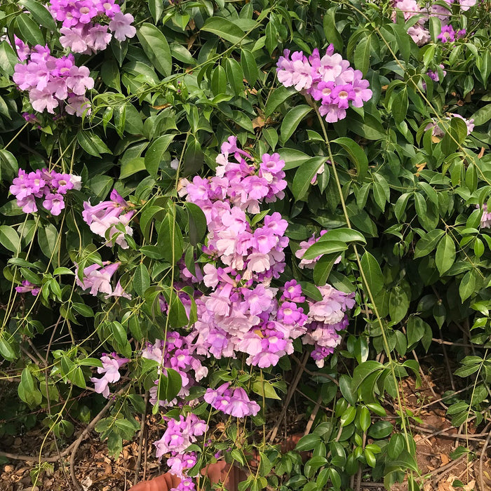 Garlic Vine – Purple Winter Flowering Climber