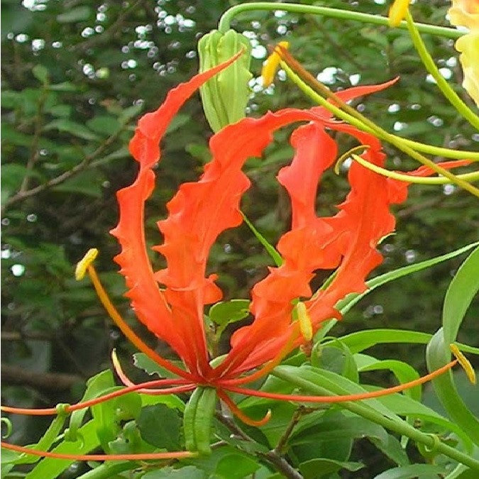Gloriosa Plantii Bulbs – Exotic Climbing Lily Flowers