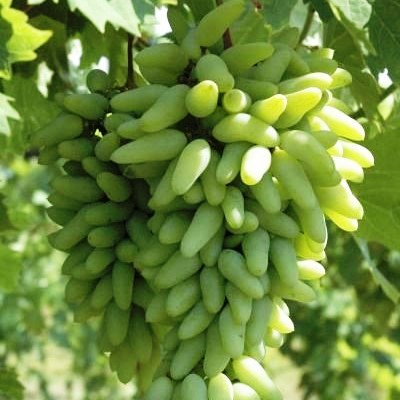 Grafted Seedless Grape Vine Fruit Bearing Climber Plant | myBageecha