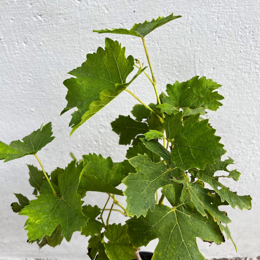 Grafted Seedless Grape Vine Fruit Bearing Climber Plant | myBageecha