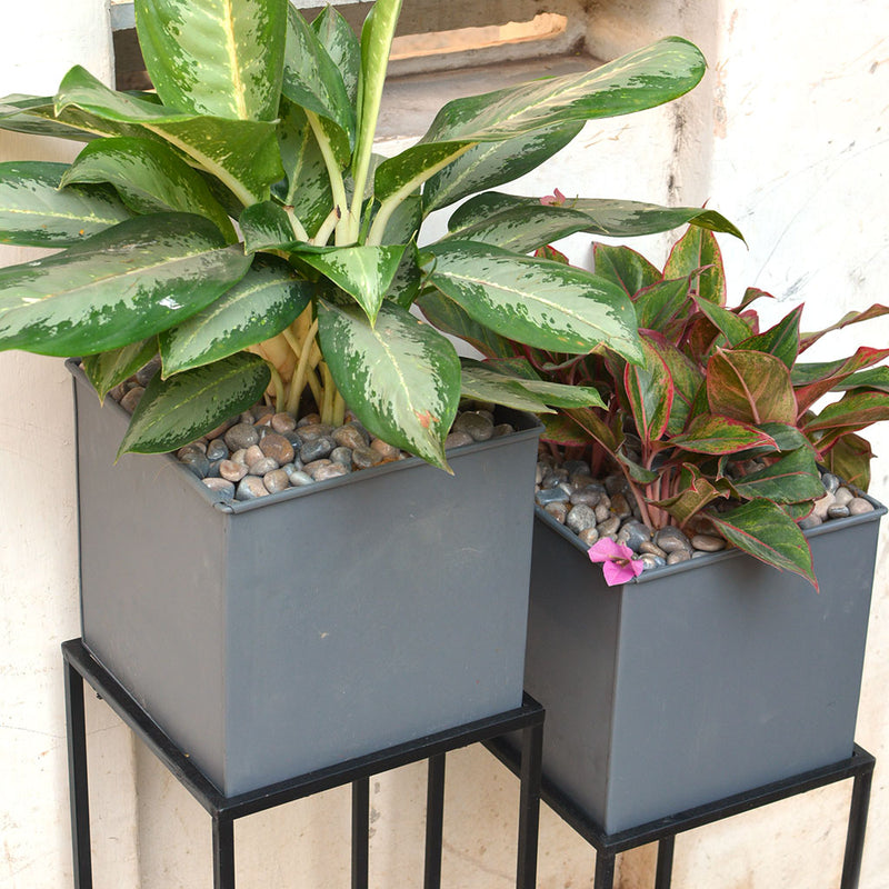 Buy Colourful Metal Decorative Pots - MyBageecha