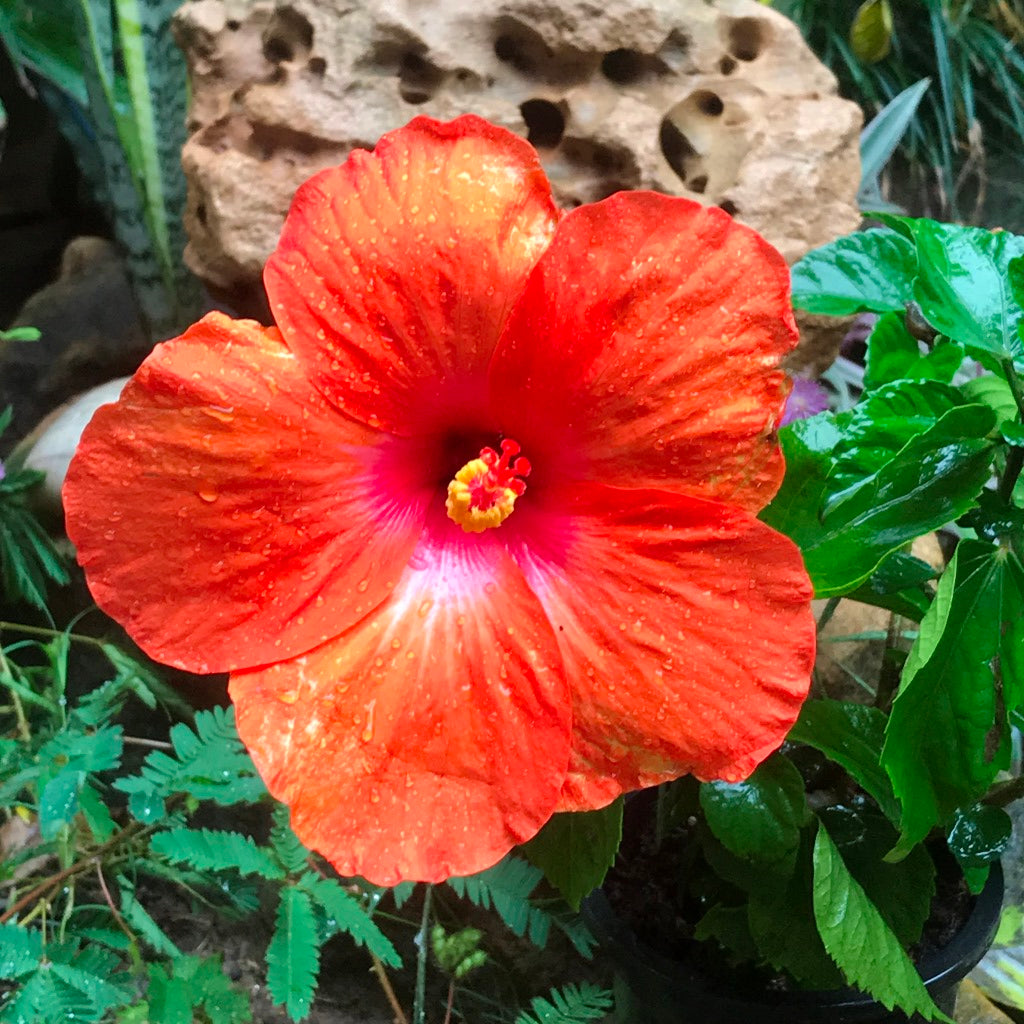 Hibiscus Colossus Plant – myBageecha