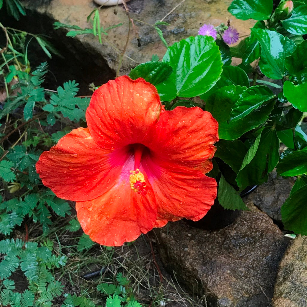 Hibiscus Colossus Plant – myBageecha