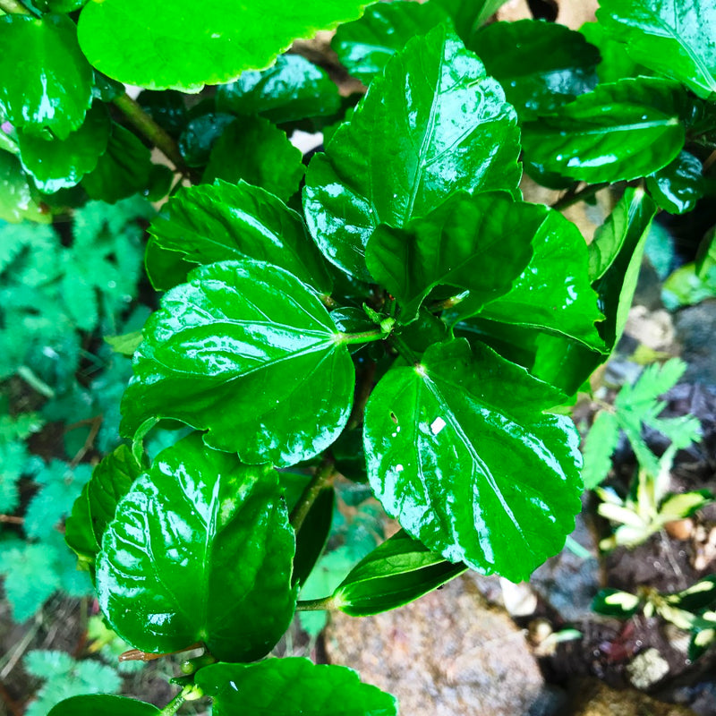 Hibiscus Colossus Plant – myBageecha