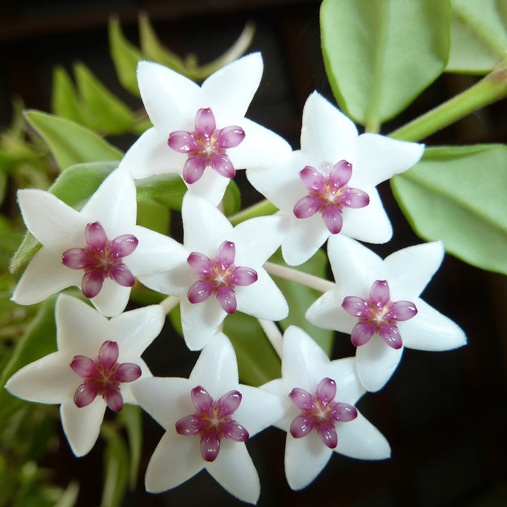 Hoya bella Miniature Wax Vine Fragrant Plant | myBageecha