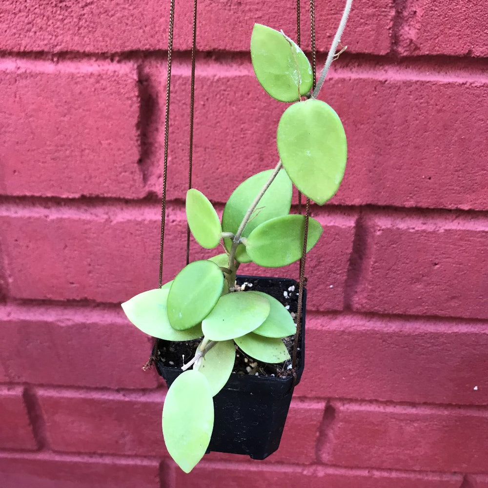 Hoya Chouke Plant