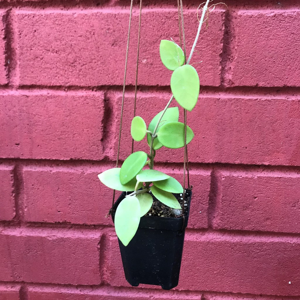 Hoya Chouke Plant – myBageecha