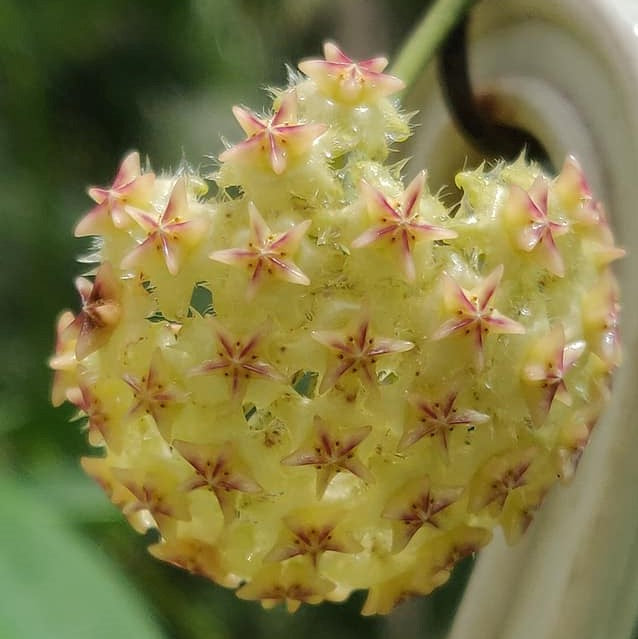 Hoya Mindorensis Yellow Plant – myBageecha