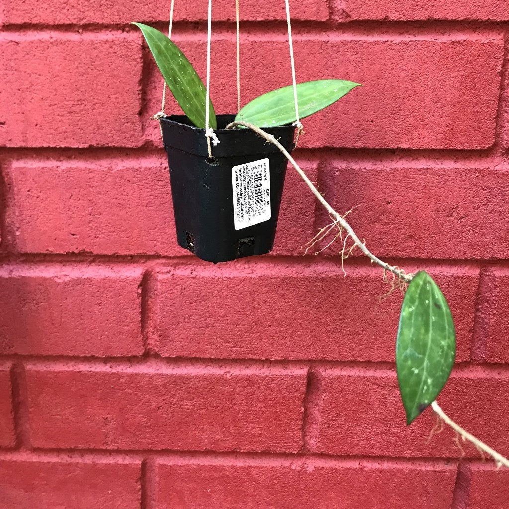 Hoya Hanhiae Pink Plant – myBageecha