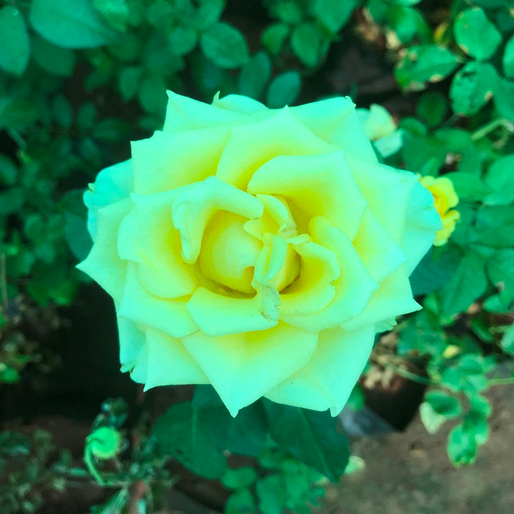 Buy Elina Shrub Rose Plant – Soft Yellow Hardy Flowering Rose