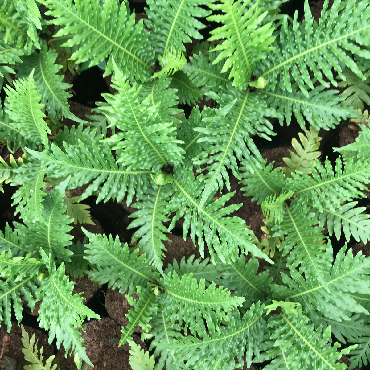 Buy Ferns Online At Best Prices