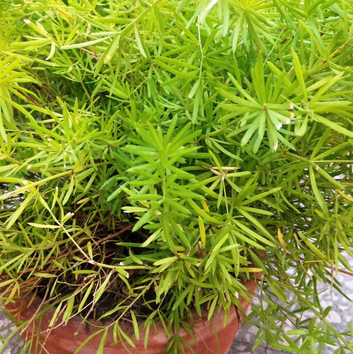 Buy Ferns Online: Exquisite Fern Varieties | MyBageecha