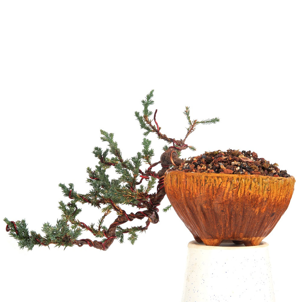Bonsai Juniper Prostrata – Cascade Evergreen Bonsai Tree