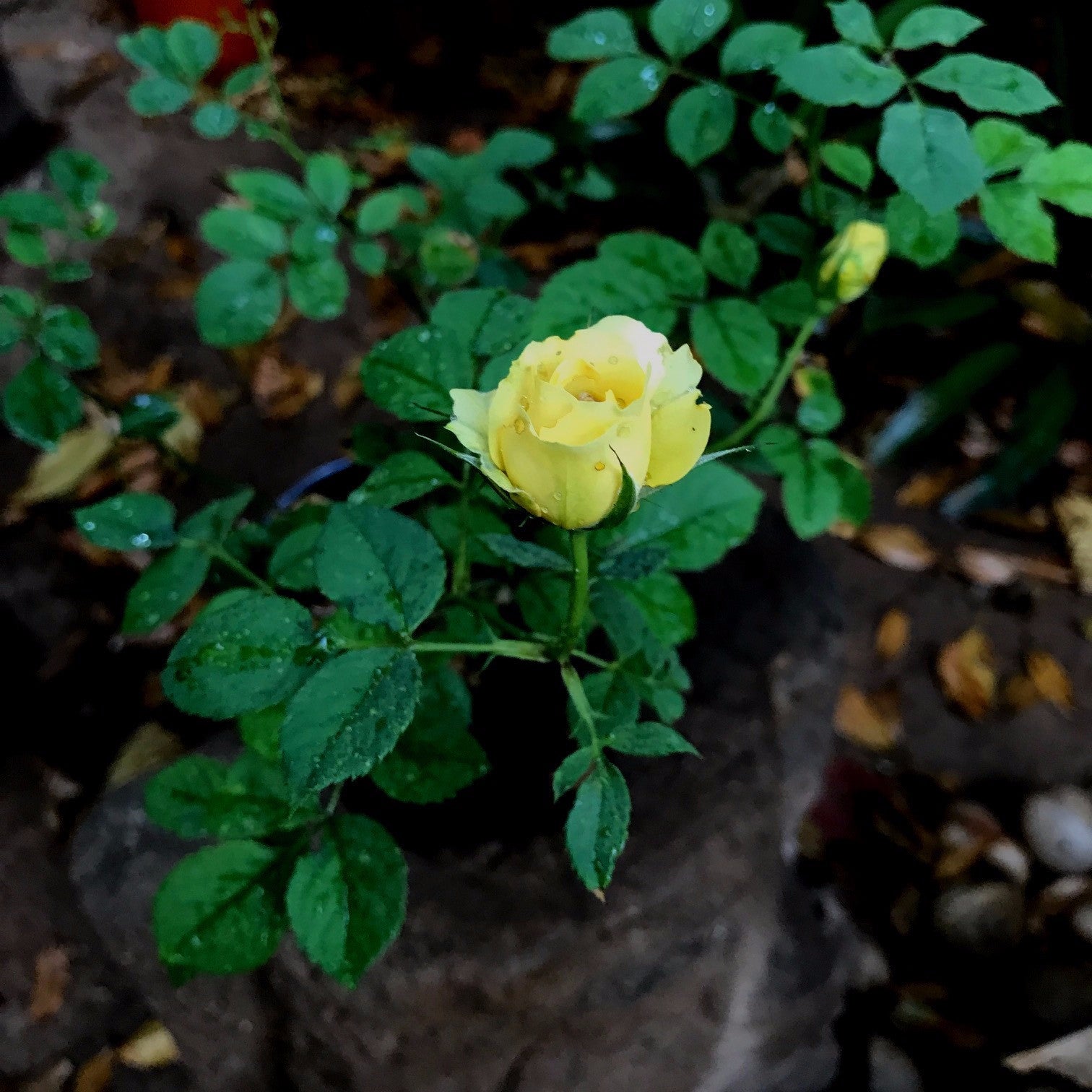 Lemon Drop-Miniature Rose