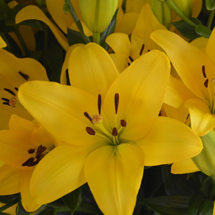 Lilium Asiatic Pavia Bulbs – Bright Pink Lilies | myBageecha