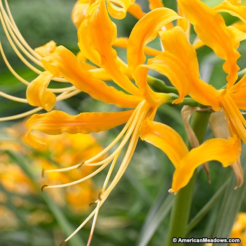 Lycoris Aurea (Bulbs)