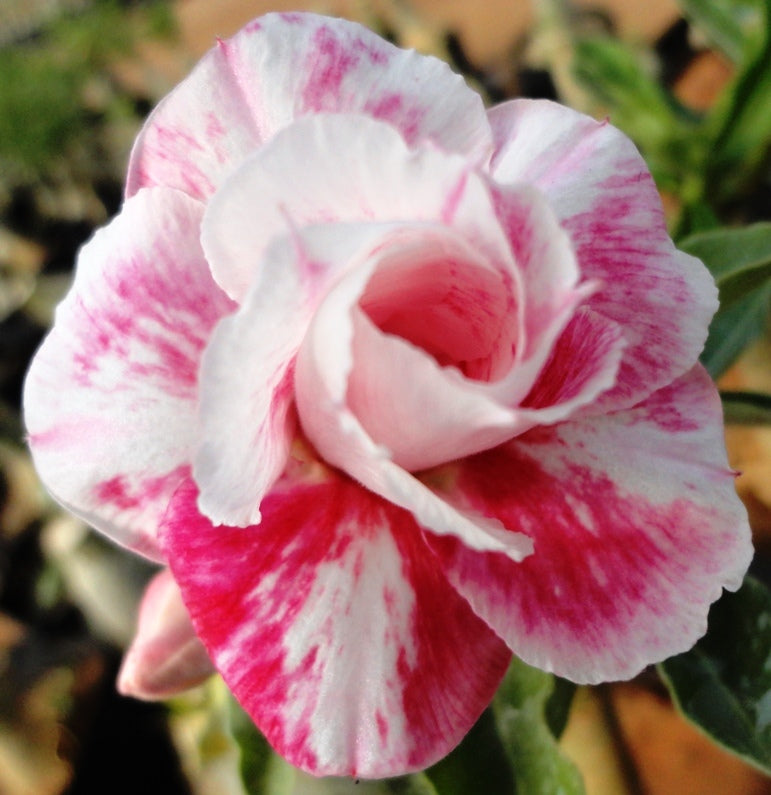 Marilyn Monroe Adenium Desert Rose Plant | myBageecha
