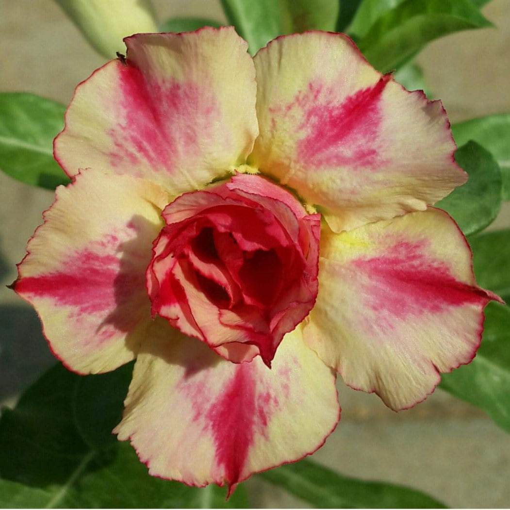 Blooming Aura Adenium Desert Rose Plant | myBageecha