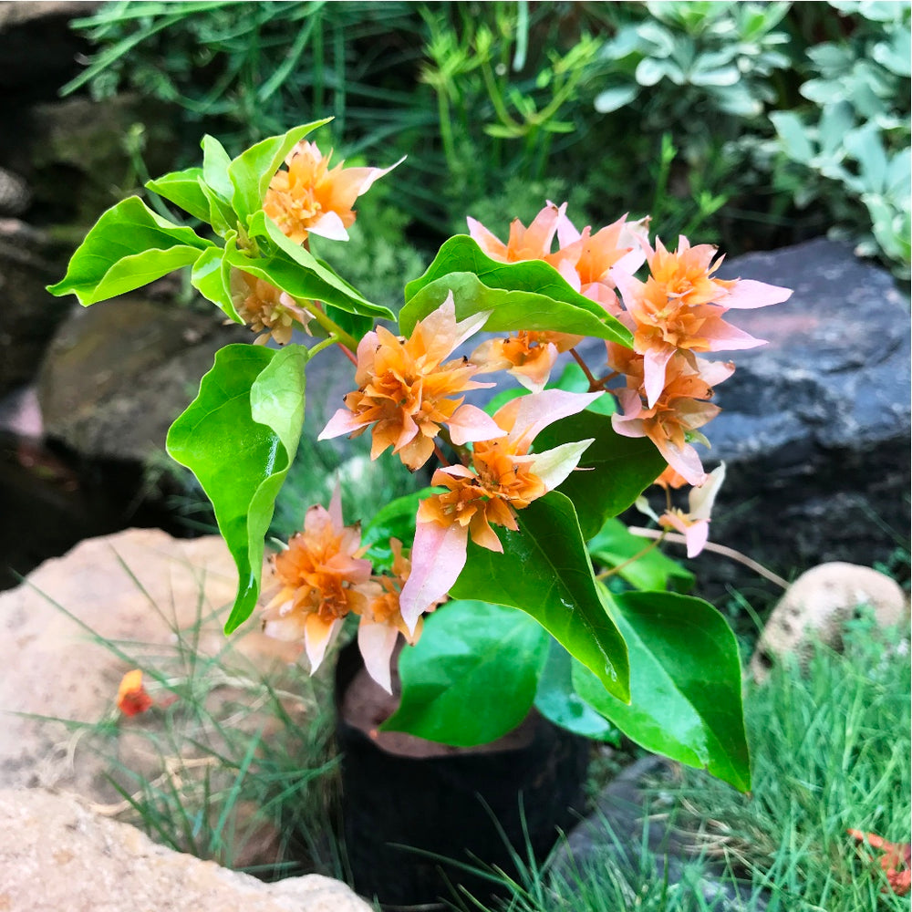 Bougainvillea Mahara Roseville Orange Plant
