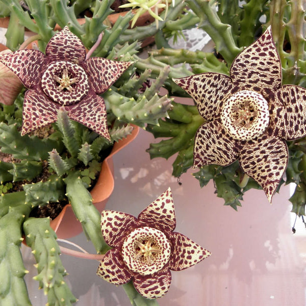Orbea Variegata – Flowering Succulent Plant