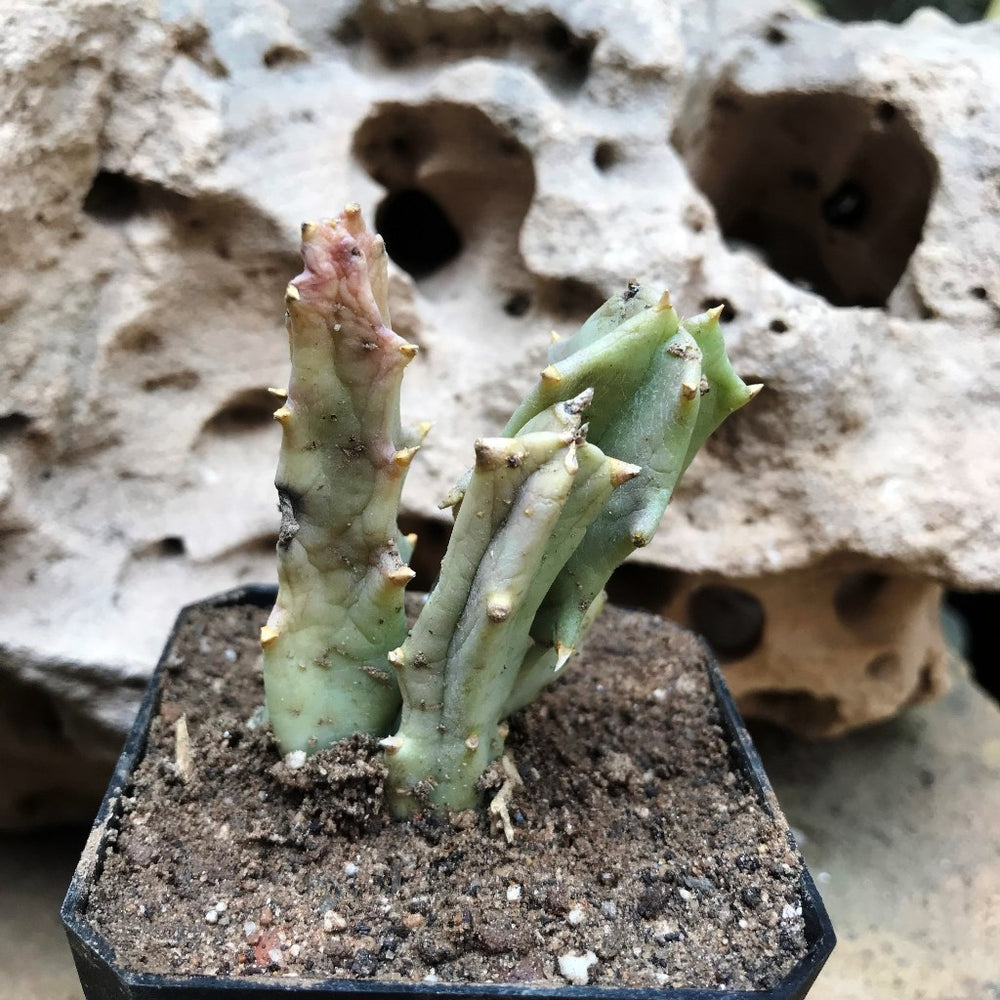 Orbea Melanantha Succulent Plant