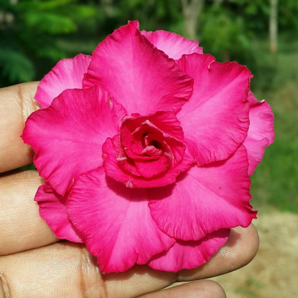 Buy Adenium Plants Online - Exquisite Varieties | MyBageecha