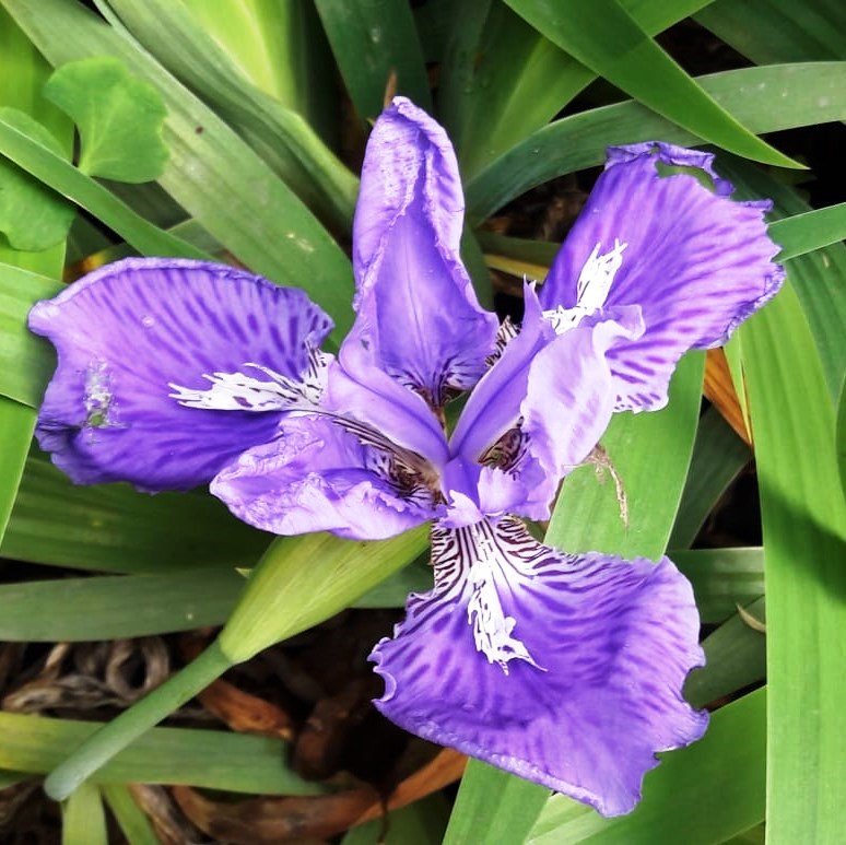 Iris Tectorum Plant