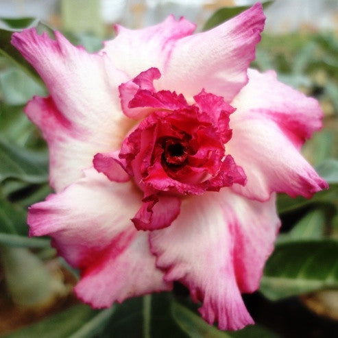 Pink Aroma Adenium Desert Rose Plant | myBageecha