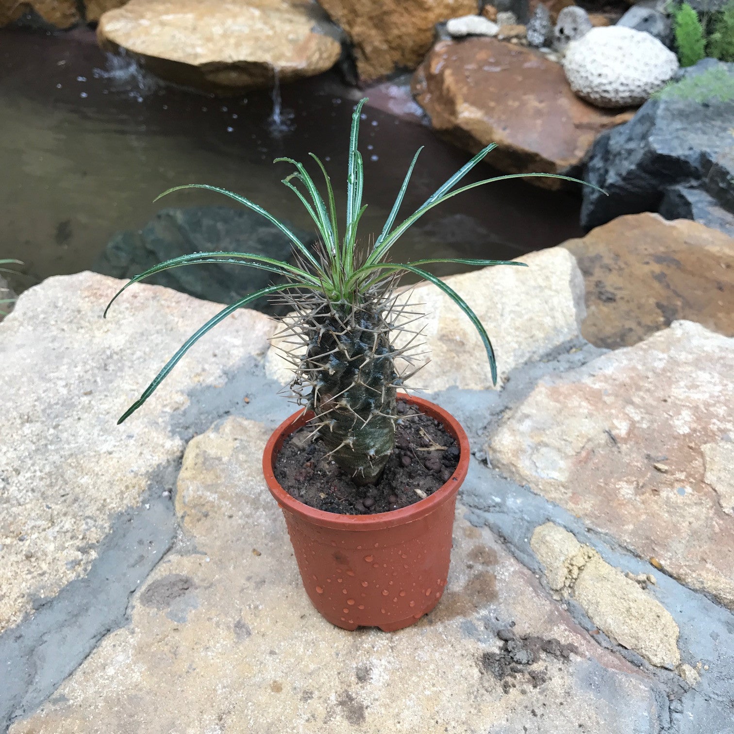Pachypodium Geayi Succulent Plant Online | myBageecha