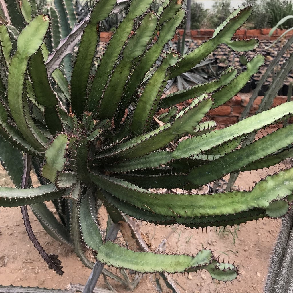 Peniocereus Maculatus Cactus Plant – myBageecha