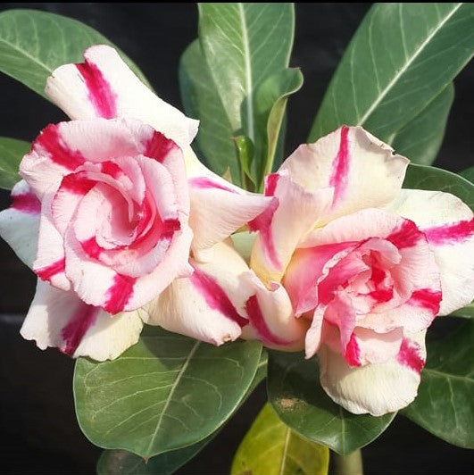 Pinstripe Candy Adenium Desert Rose Plant | myBageecha