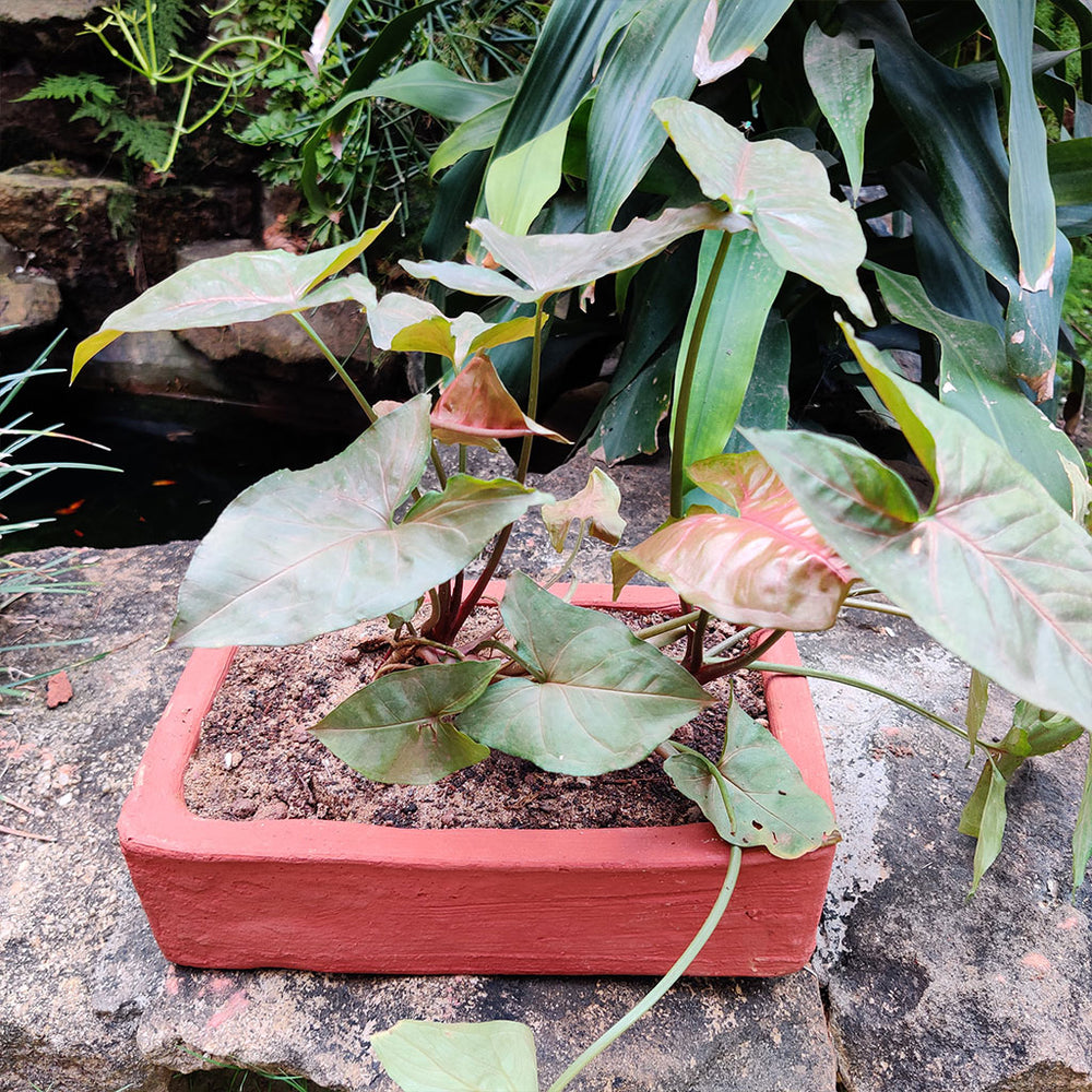 Set of 3 Plain Rectangle Terracotta Pot