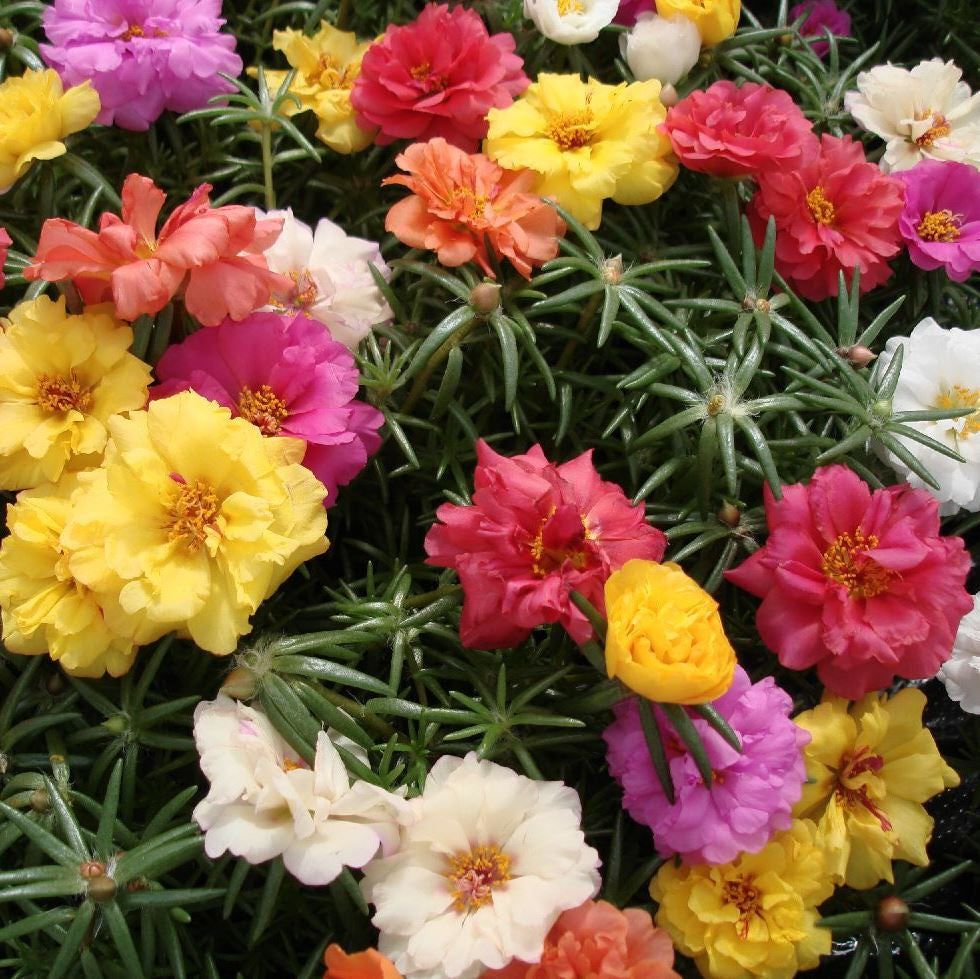 Portulaca Margartia Mix -HY Flower Seeds