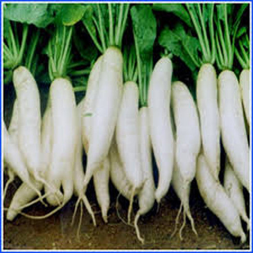 Radish - Mulli Vegetable Seeds – myBageecha