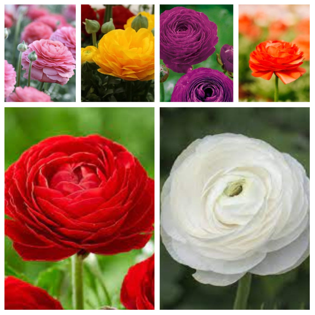 Ranunculus Aviv Mixed Bulbs – Vibrant Layered Spring Flowers