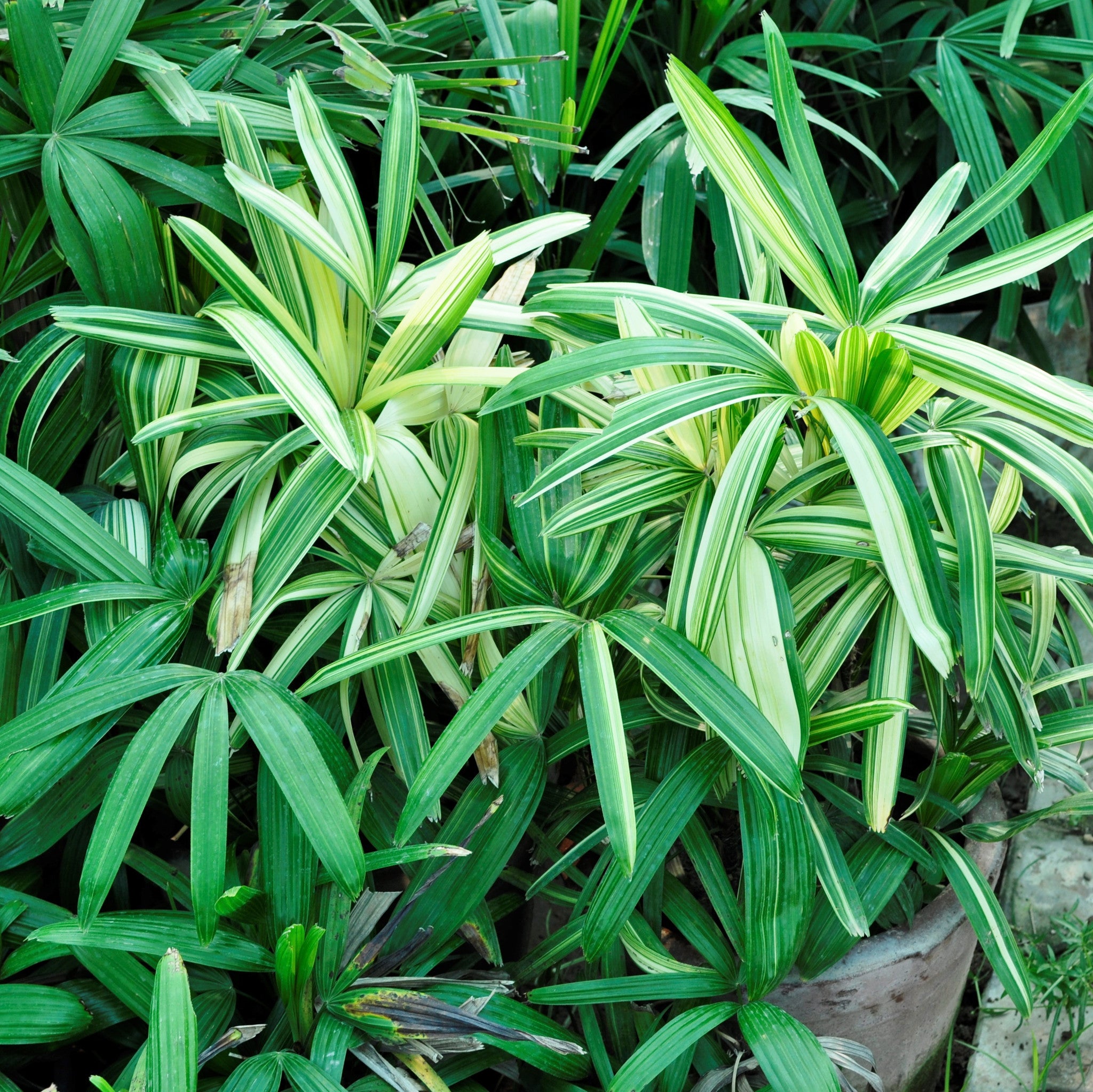 Rhapis Excelsa Palm Plant