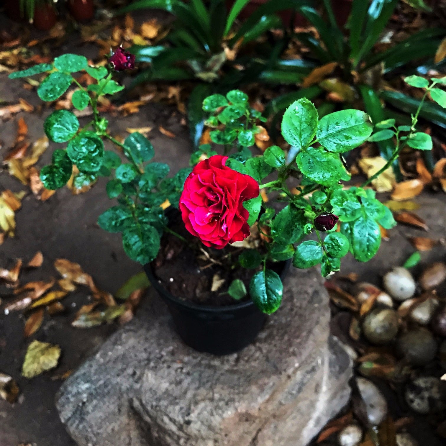Red Beauty-Miniature Rose