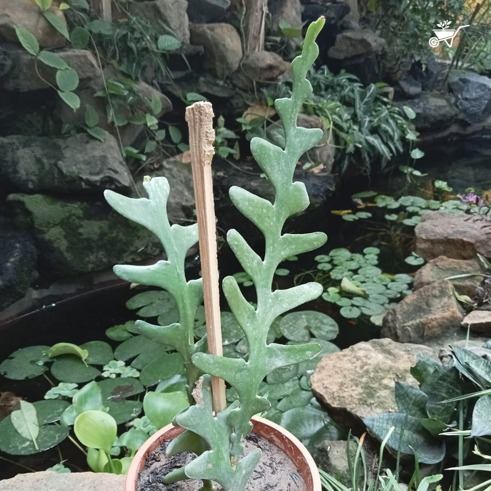 Rick Rack Cactus Cactus Plant